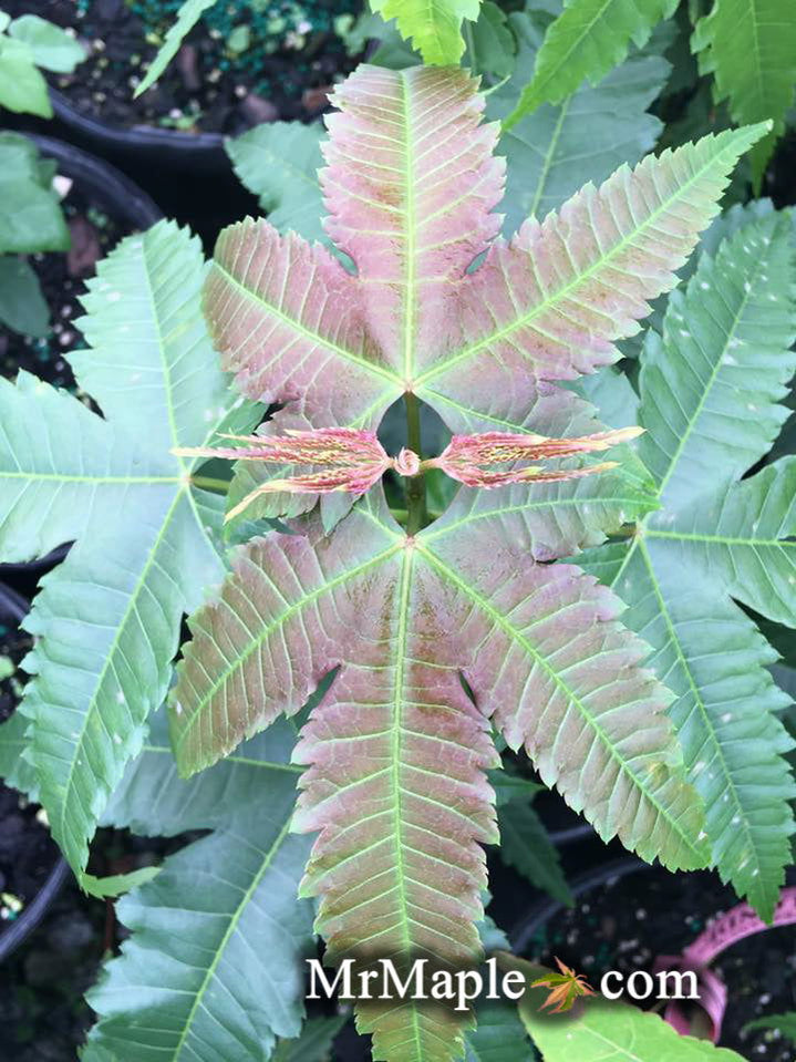 Buy Acer elegantulum Rare Elegant Chinese Maple Tree — Mr Maple │ Buy ...