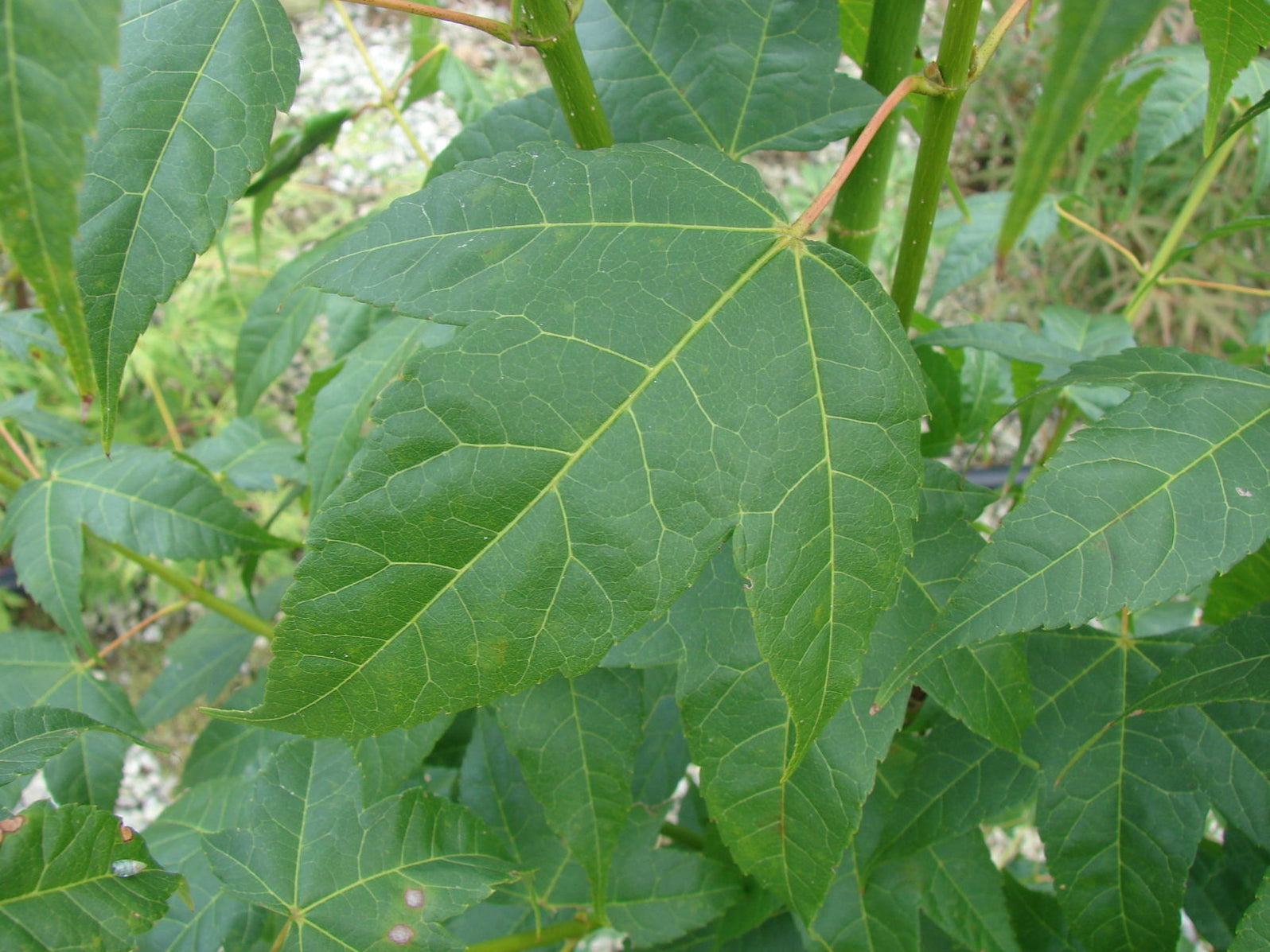 Buy Acer elegantulum Rare Elegant Chinese Maple Tree — Mr Maple │ Buy ...