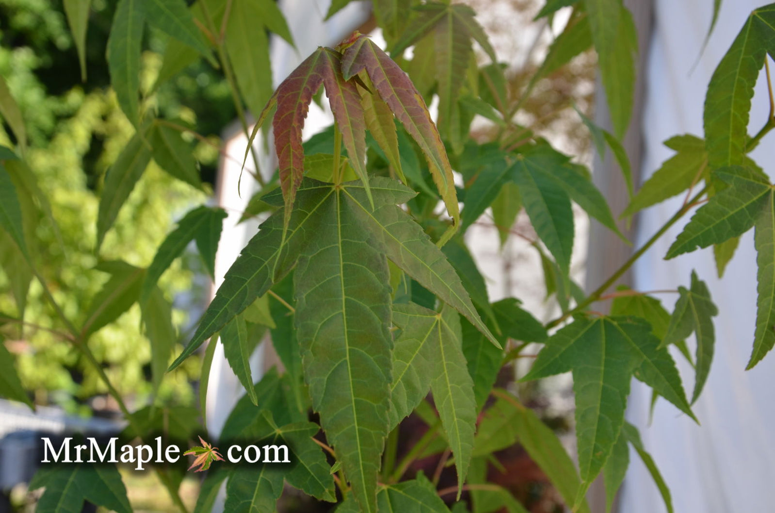 Buy Acer elegantulum Rare Elegant Chinese Maple Tree — Mr Maple │ Buy ...
