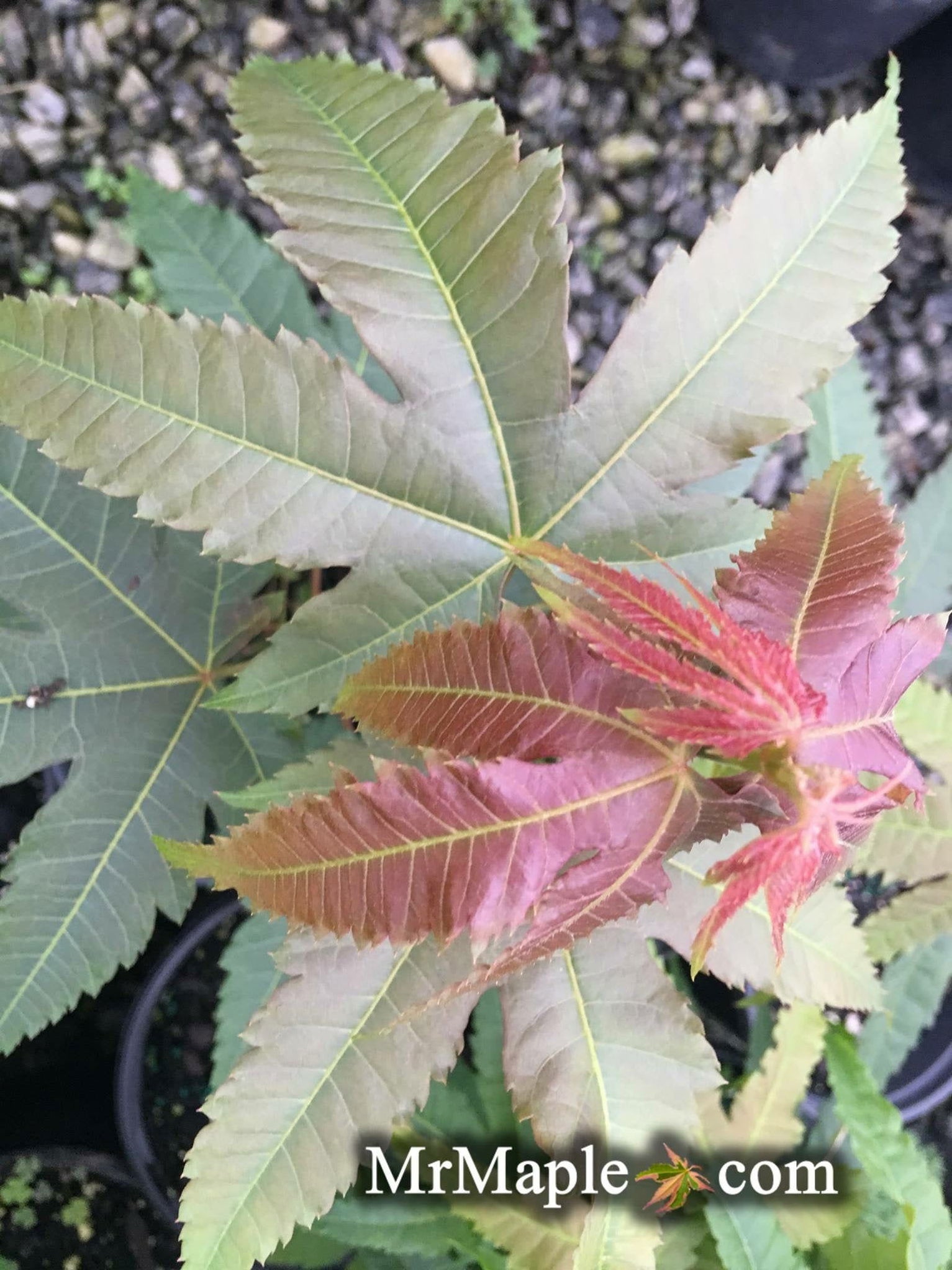 Buy Acer elegantulum Rare Elegant Chinese Maple Tree — Mr Maple │ Buy ...