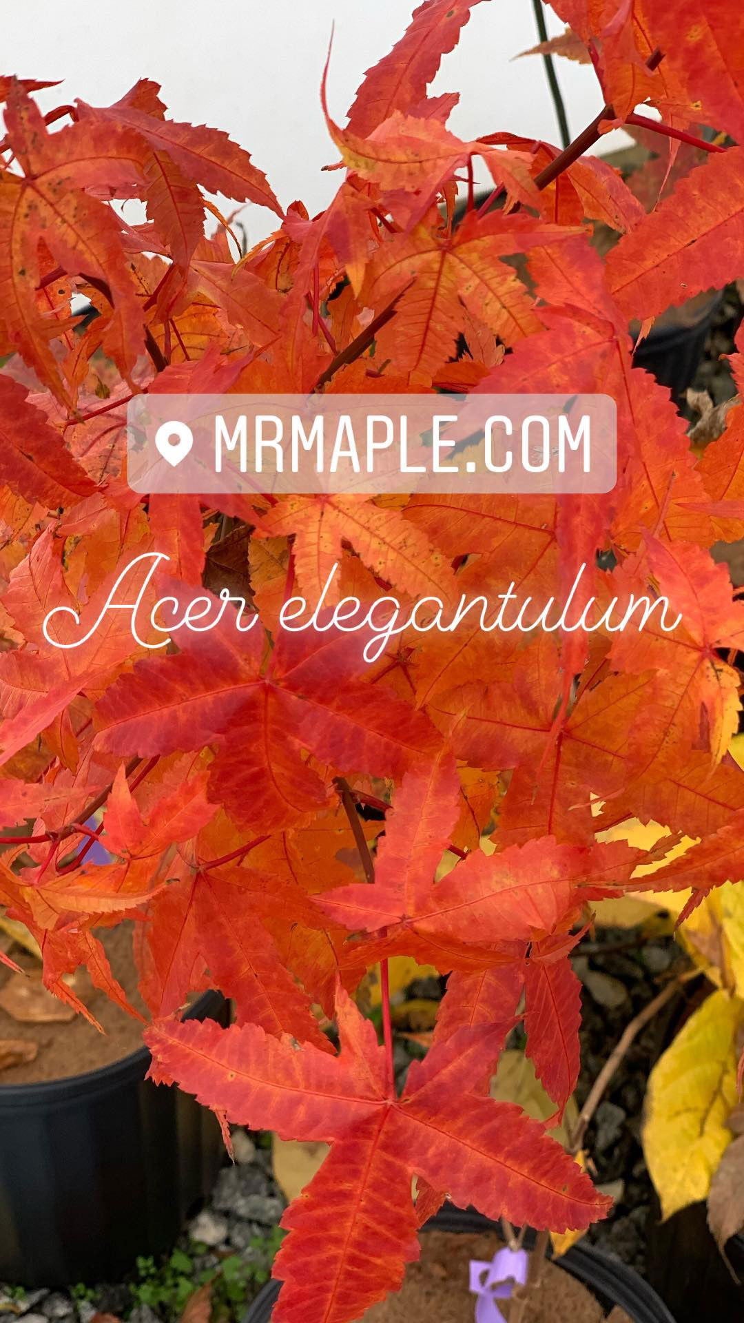 Buy Acer elegantulum Rare Elegant Chinese Maple Tree — Mr Maple │ Buy ...