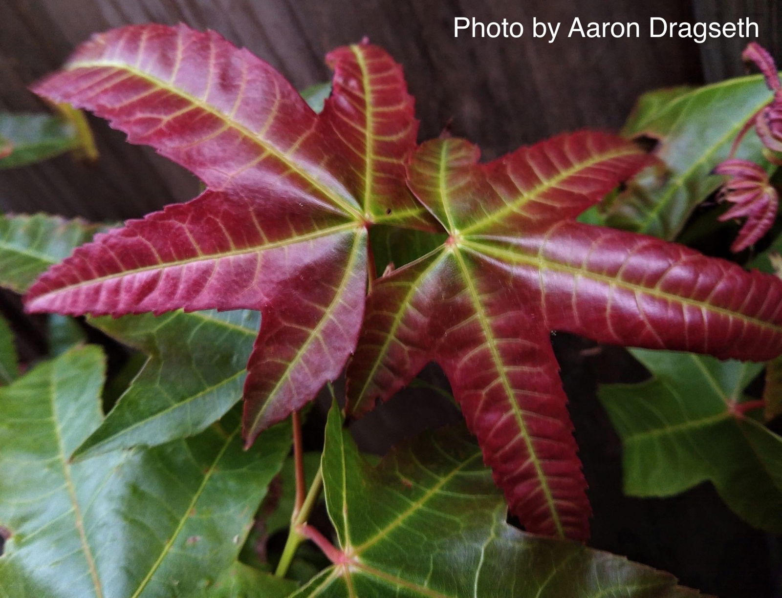 Buy Acer elegantulum Rare Elegant Chinese Maple Tree — Mr Maple │ Buy ...