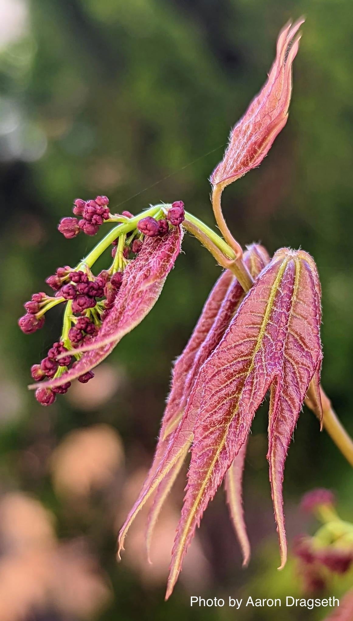 Buy Acer elegantulum Rare Elegant Chinese Maple Tree — Mr Maple │ Buy ...