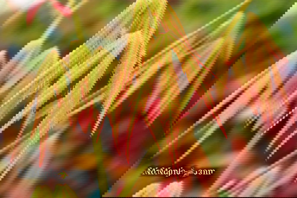 Buy Acer elegantum x palmatum 'Johnnie's Giant' Japanese Maple — Mr ...