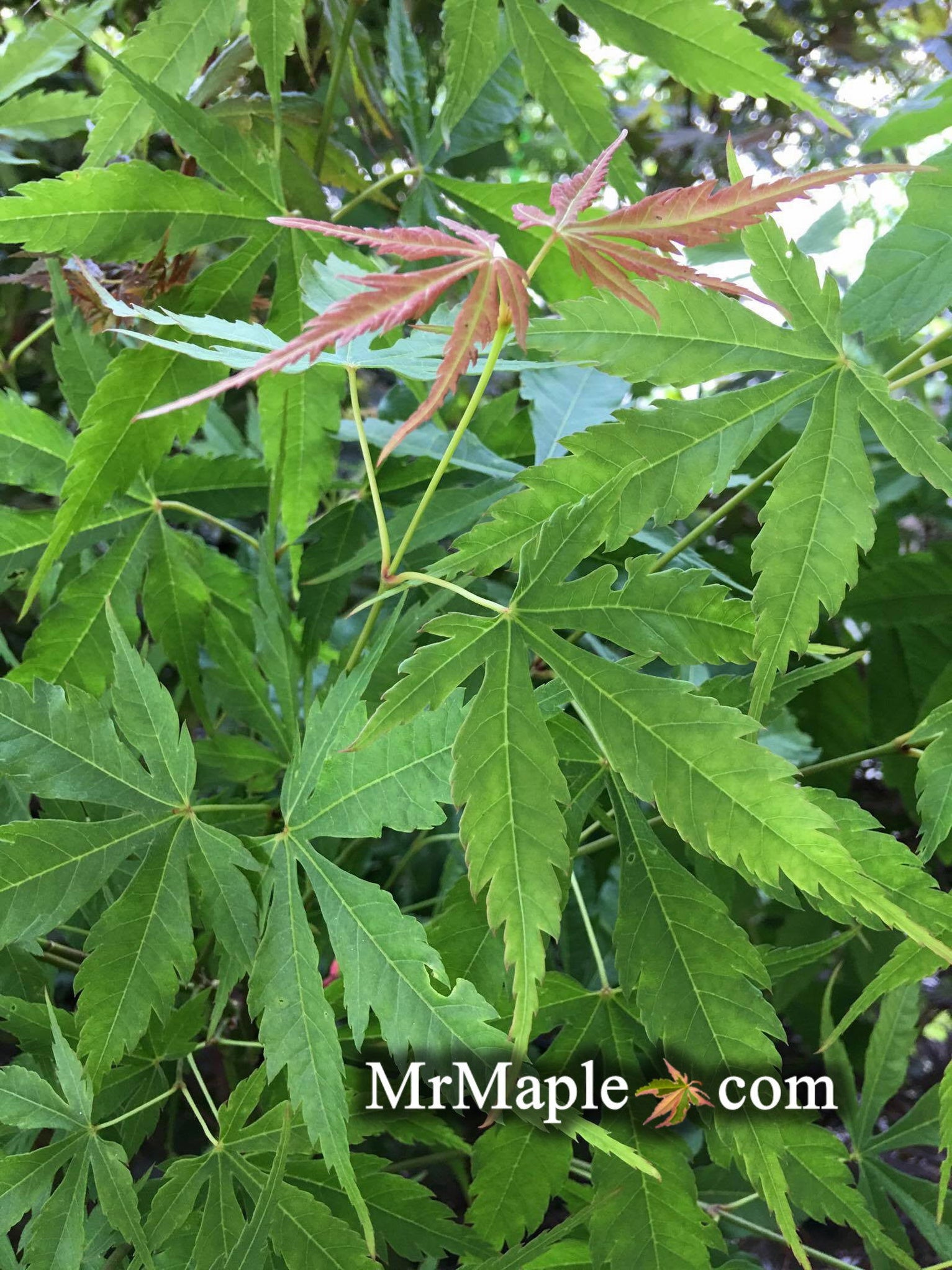 Buy Acer elegantum x palmatum 'Johnnie's Giant' Japanese Maple — Mr ...