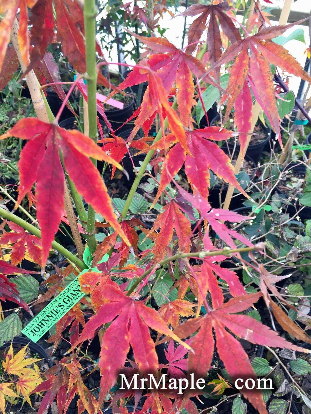 Buy Acer elegantum x palmatum 'Johnnie's Giant' Japanese Maple — Mr ...