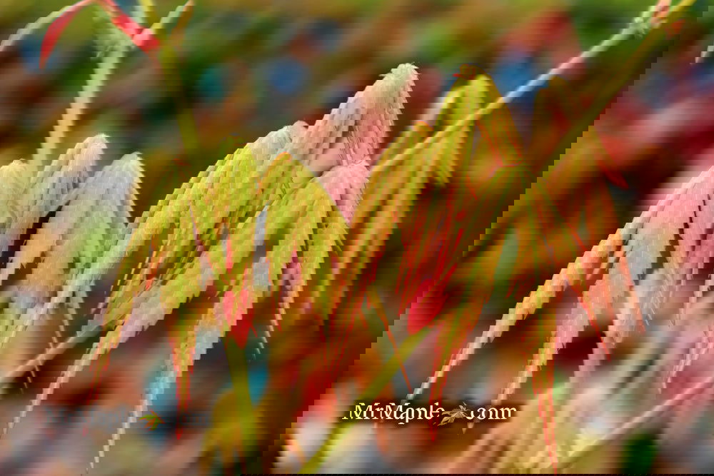 Buy Acer elegantum x palmatum 'Johnnie's Giant' Japanese Maple — Mr ...