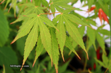 Buy Acer elegantum x palmatum 'Johnnie's Giant' Japanese Maple — Mr ...
