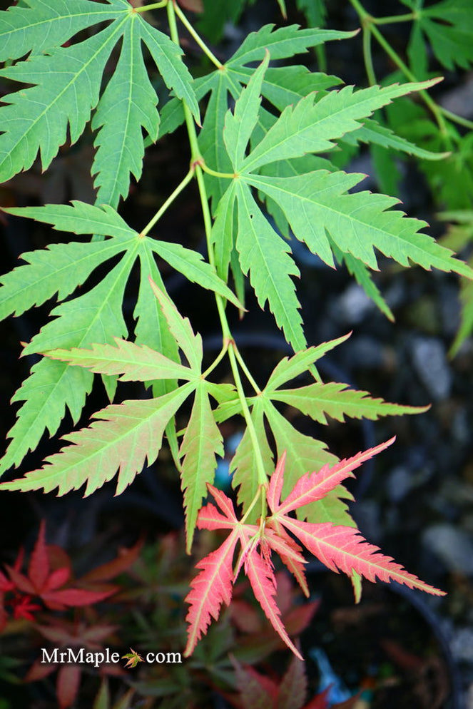 Buy Acer elegantum x palmatum 'Johnnie's Giant' Japanese Maple — Mr ...