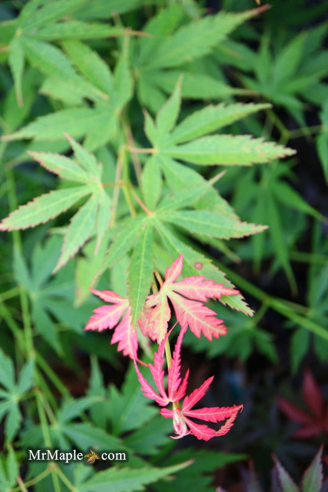 Buy Acer elegantum x palmatum 'Johnnie's Giant' Japanese Maple — Mr ...