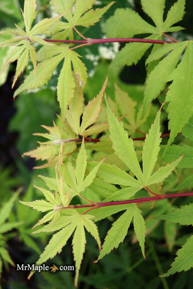 Buy Acer elegantum x palmatum 'Johnnie's Giant' Japanese Maple — Mr ...