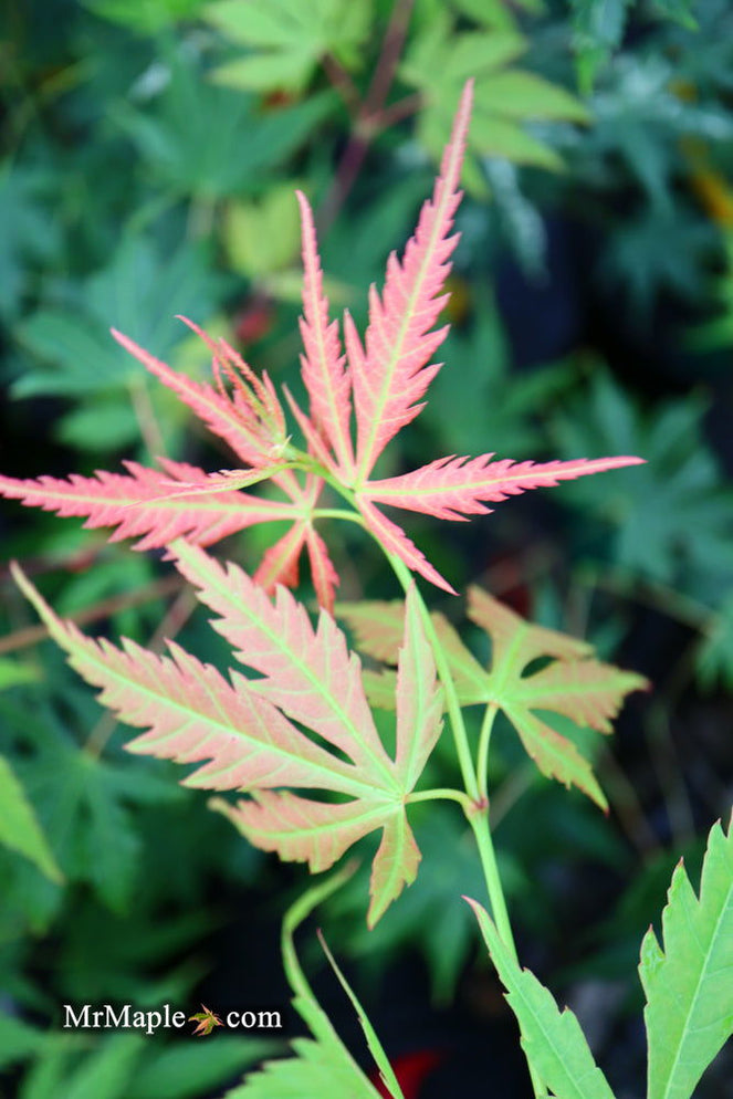 Buy Acer elegantum x palmatum 'Johnnie's Giant' Japanese Maple — Mr ...
