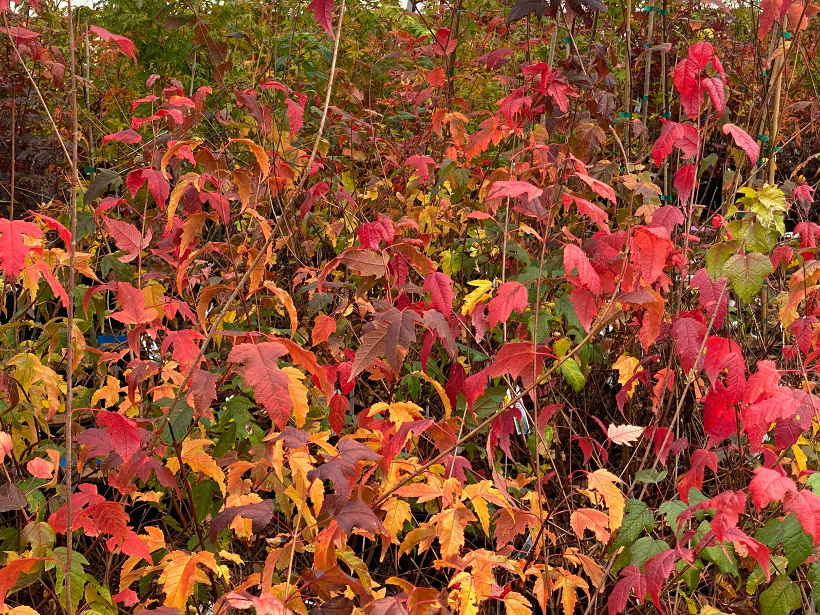 Buy Acer ginnala 'Bailey Compact' Dwarf Compact Amur maple — Mr Maple ...