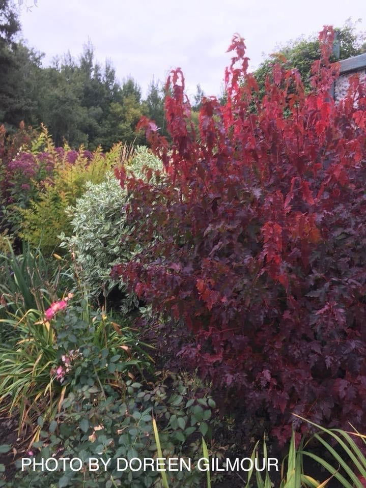 Buy Acer ginnala 'Bailey Compact' Dwarf Compact Amur maple — Mr Maple ...