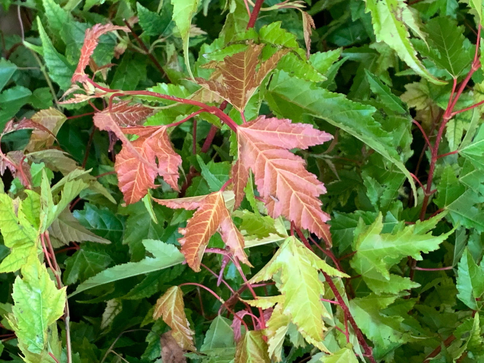Buy Acer ginnala 'Bailey Compact' Dwarf Compact Amur maple — Mr Maple ...