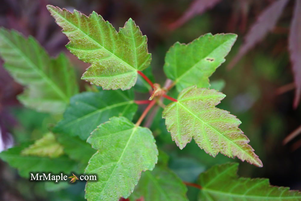 Buy Acer ginnala 'Bailey Compact' Dwarf Compact Amur maple — Mr Maple ...