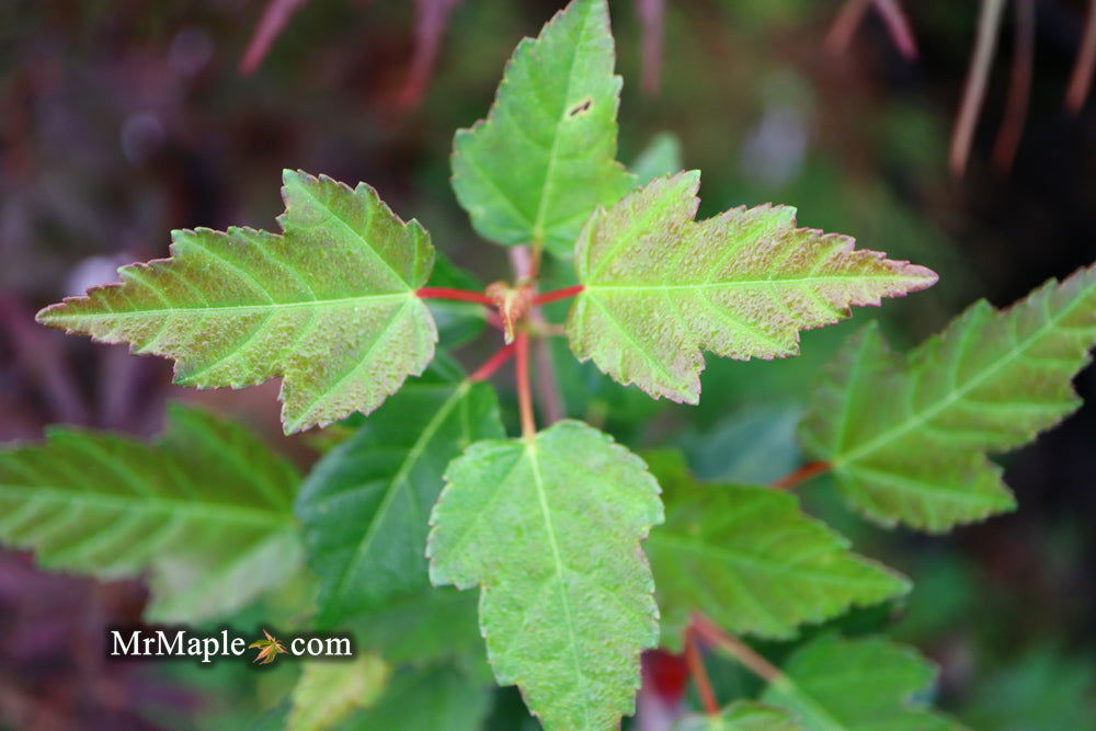 Buy Acer ginnala 'Bailey Compact' Dwarf Compact Amur maple — Mr Maple ...