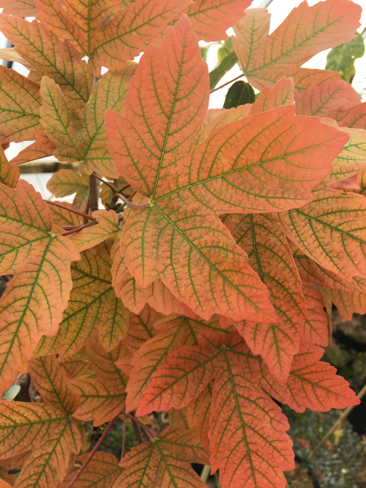 Buy Acer griseum x pseudoplatnus 'Purple Haze' Paperbark Sycamore Maple ...
