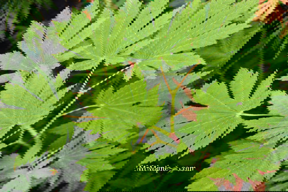 Acer japonicum 'Attaryi' Rare Full Moon Japanese Maple — Mr Maple │ Buy ...