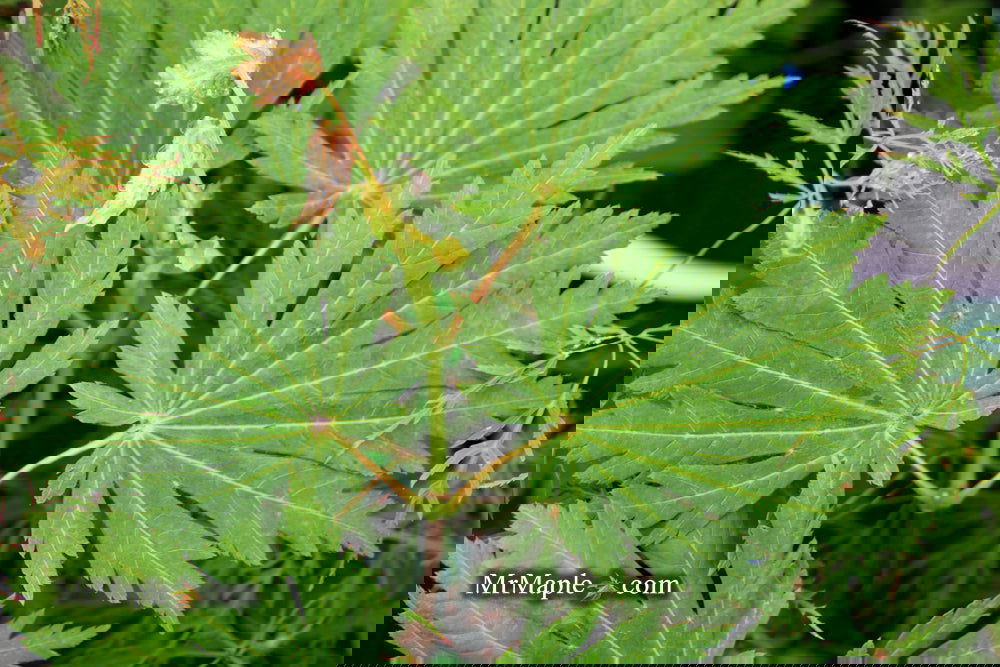 Acer japonicum 'Attaryi' Rare Full Moon Japanese Maple — Mr Maple │ Buy ...