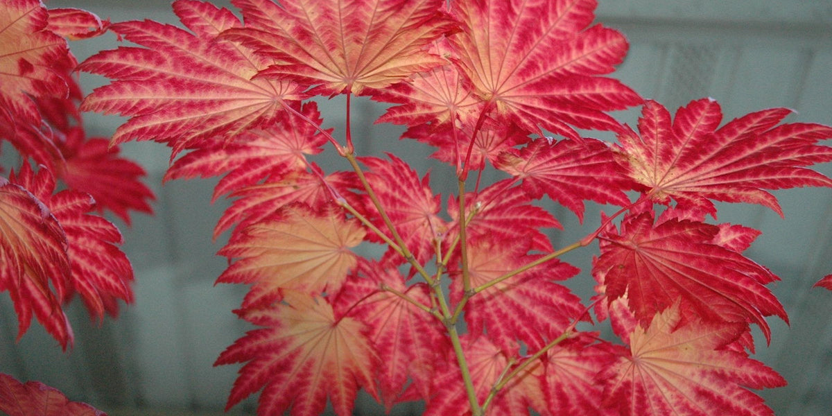 Buy Acer japonicum 'Blushing Beauty' Red Full Moon Maple — Mr Maple ...