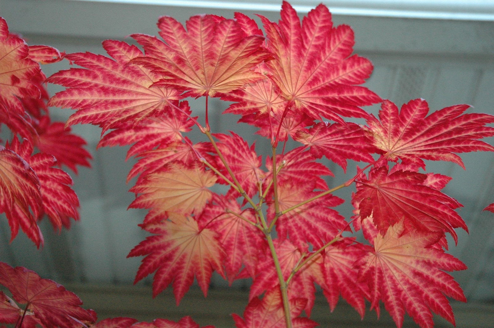 Buy Acer japonicum 'Blushing Beauty' Red Full Moon Maple — Mr Maple ...
