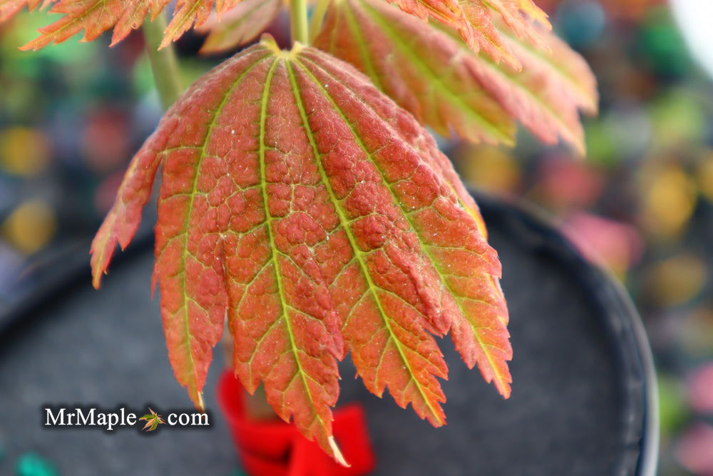 Buy Acer japonicum 'Blushing Beauty' Red Full Moon Maple — Mr Maple ...