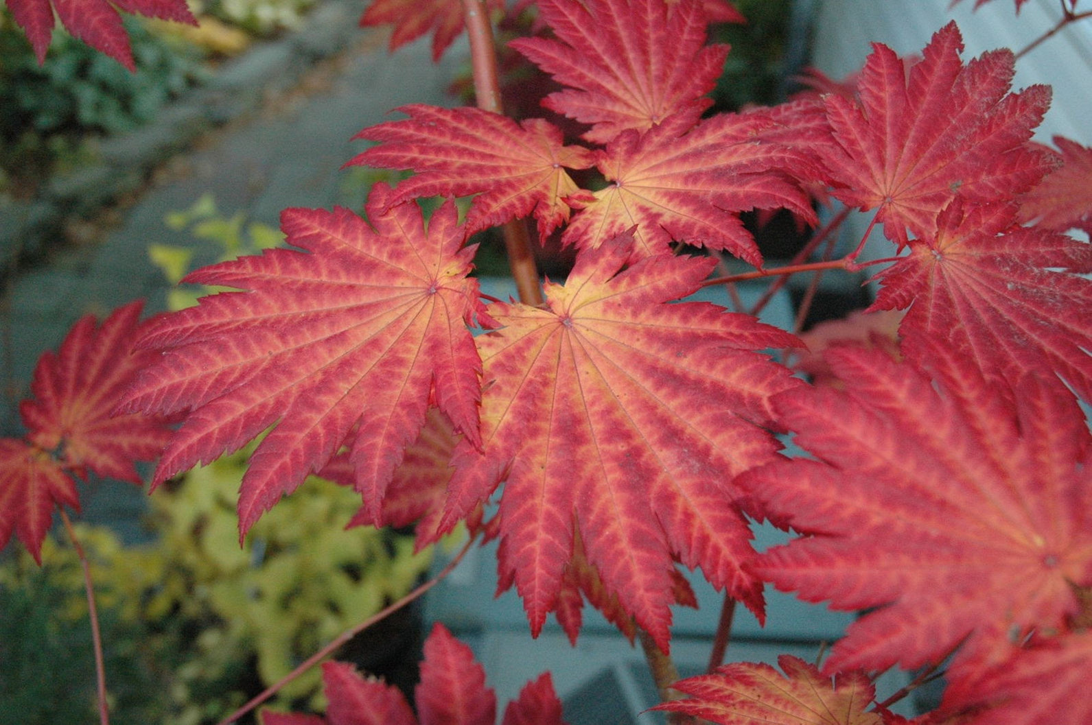Buy Acer japonicum 'Blushing Beauty' Red Full Moon Maple — Mr Maple ...