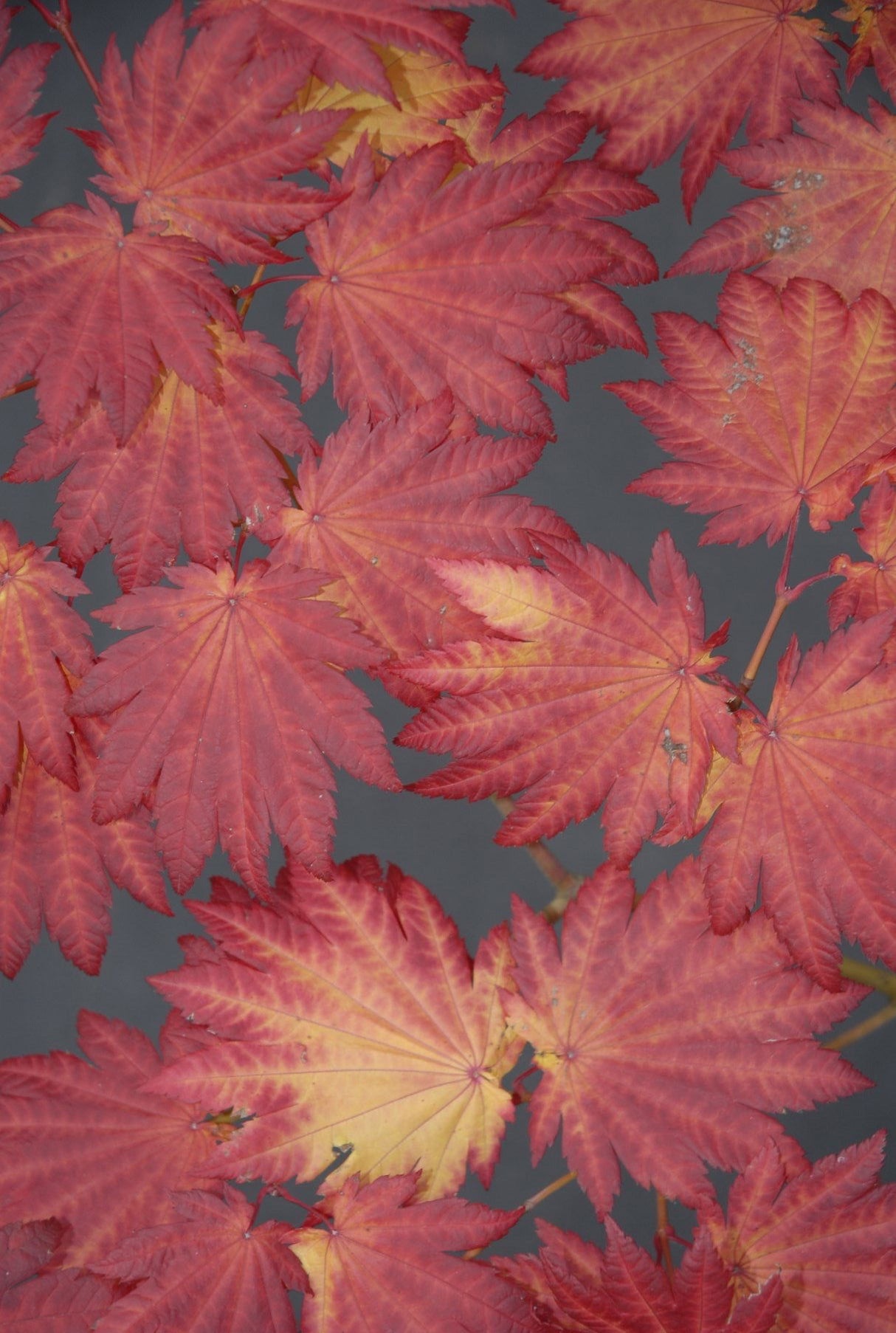 Buy Acer japonicum 'Blushing Beauty' Red Full Moon Maple — Mr Maple ...