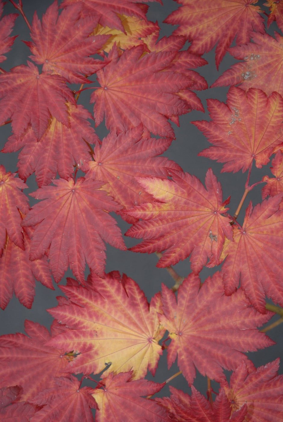 Buy Acer japonicum 'Blushing Beauty' Red Full Moon Maple — Mr Maple ...