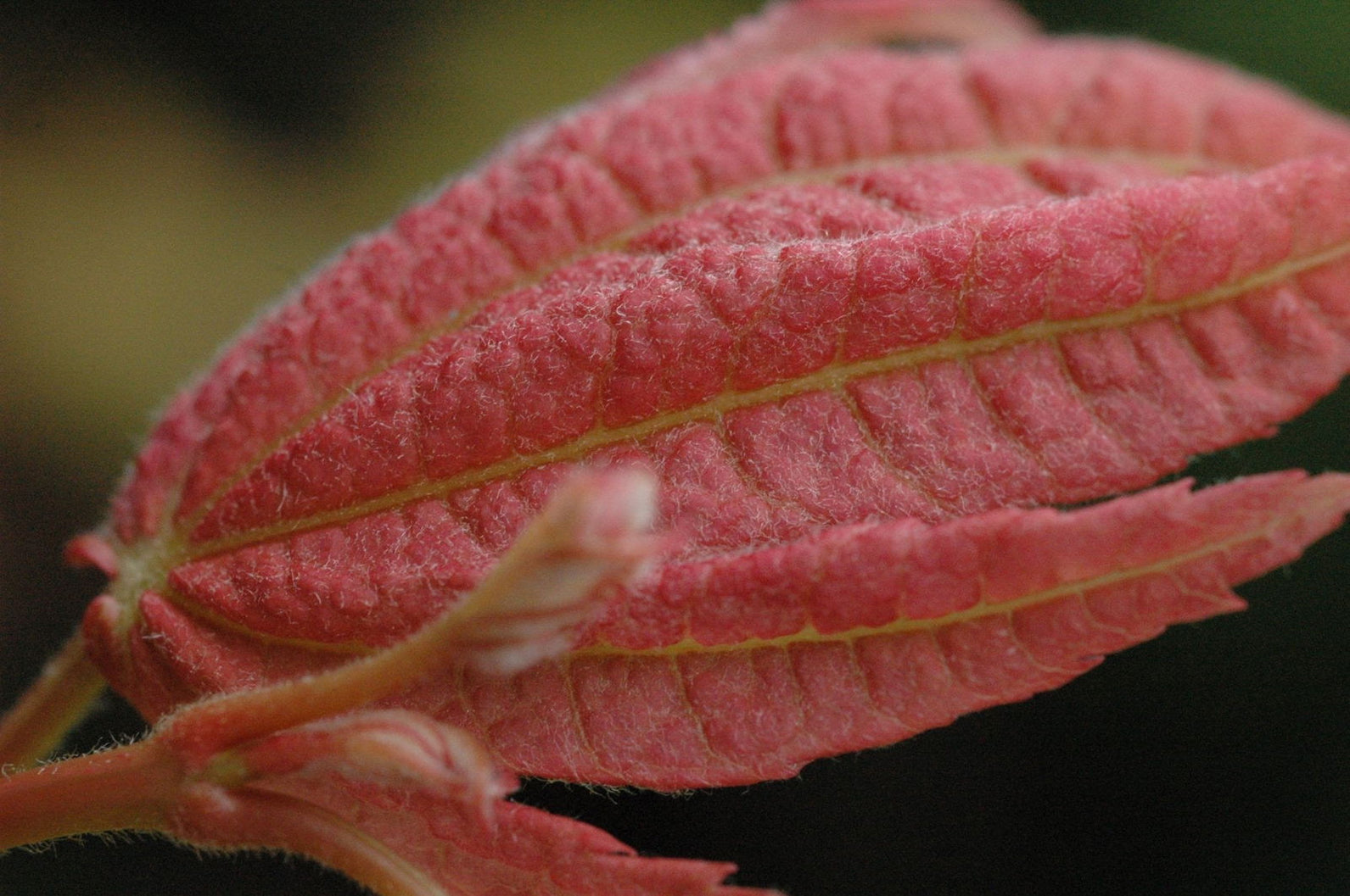 Buy Acer japonicum 'Blushing Beauty' Red Full Moon Maple — Mr Maple ...
