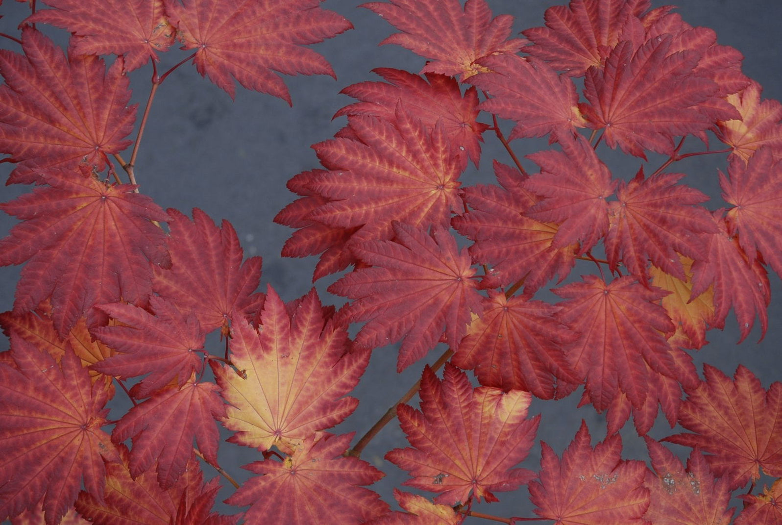 Buy Acer japonicum 'Blushing Beauty' Red Full Moon Maple — Mr Maple ...