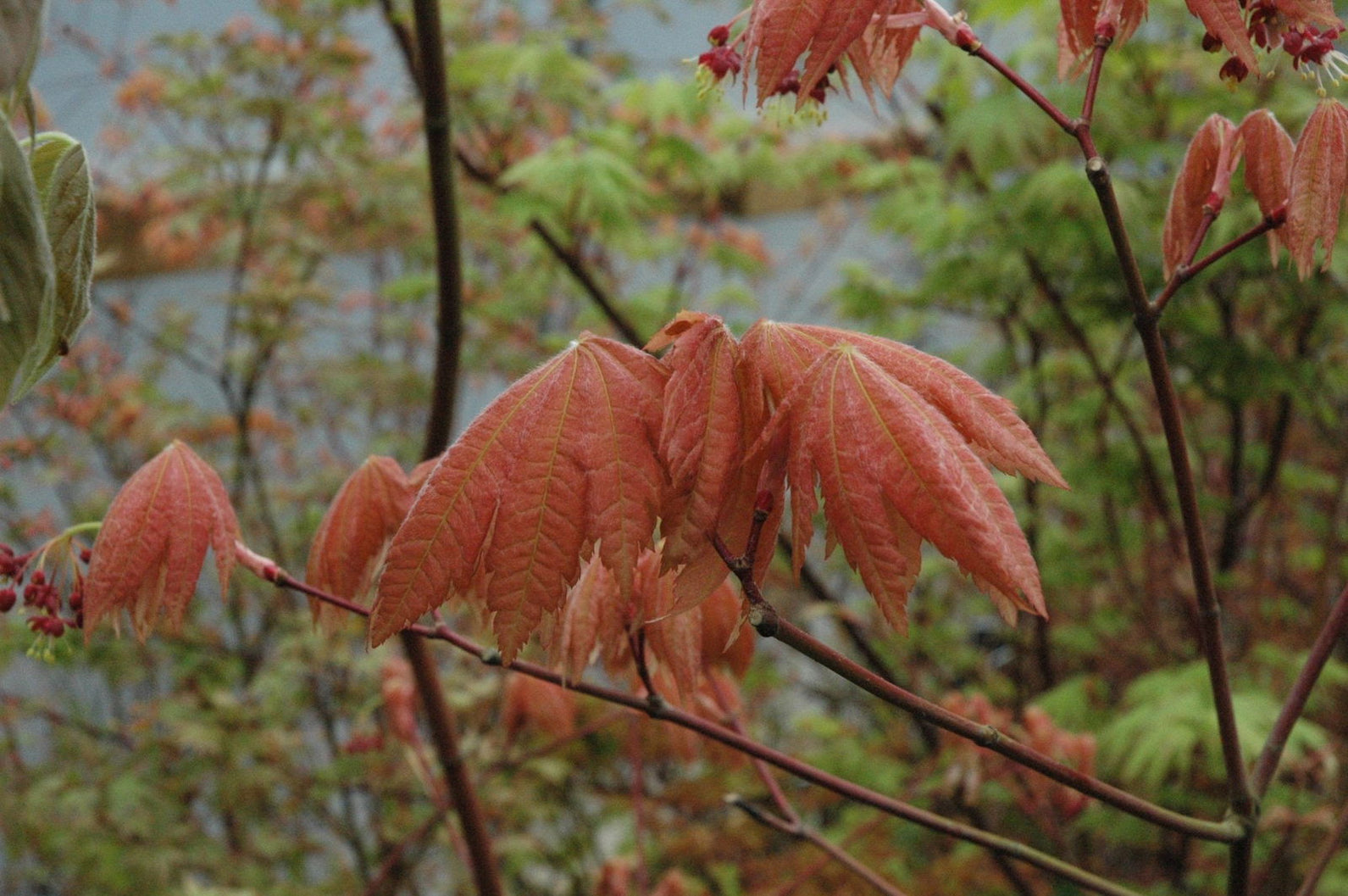 Buy Acer japonicum 'Blushing Beauty' Red Full Moon Maple — Mr Maple ...