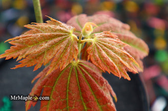 Buy Acer japonicum 'Blushing Beauty' Red Full Moon Maple — Mr Maple ...