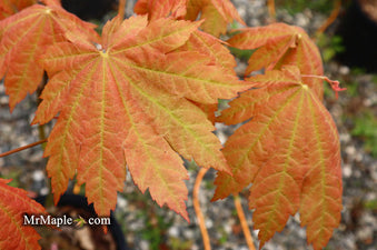 Buy Acer japonicum 'Blushing Beauty' Red Full Moon Maple — Mr Maple ...