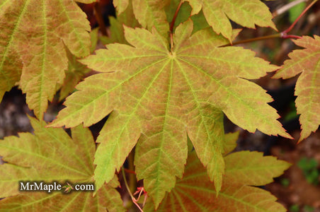 Buy Acer japonicum 'Blushing Beauty' Red Full Moon Maple — Mr Maple ...