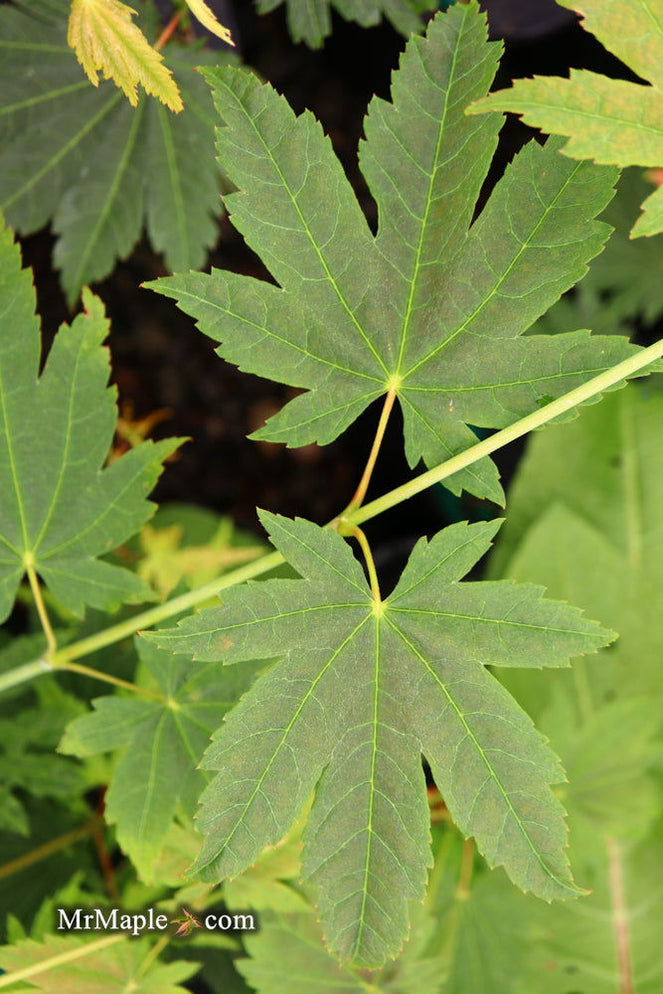 Buy Acer japonicum 'Blushing Beauty' Red Full Moon Maple — Mr Maple ...