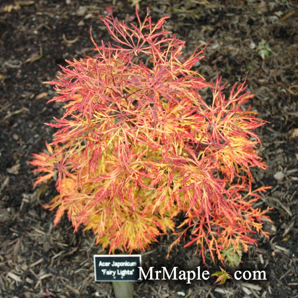 Buy Acer japonicum 'Fairy Lights' Dwarf Full Moon Japanese Maple — Mr ...