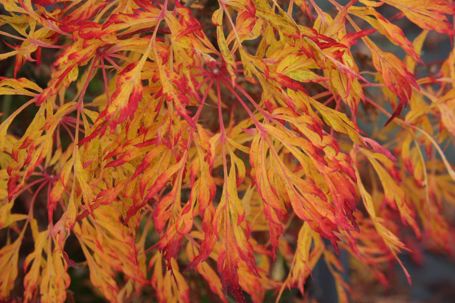 Japanese Maple Trees & Exquisite Garden Treasures — Mr Maple │ Buy ...