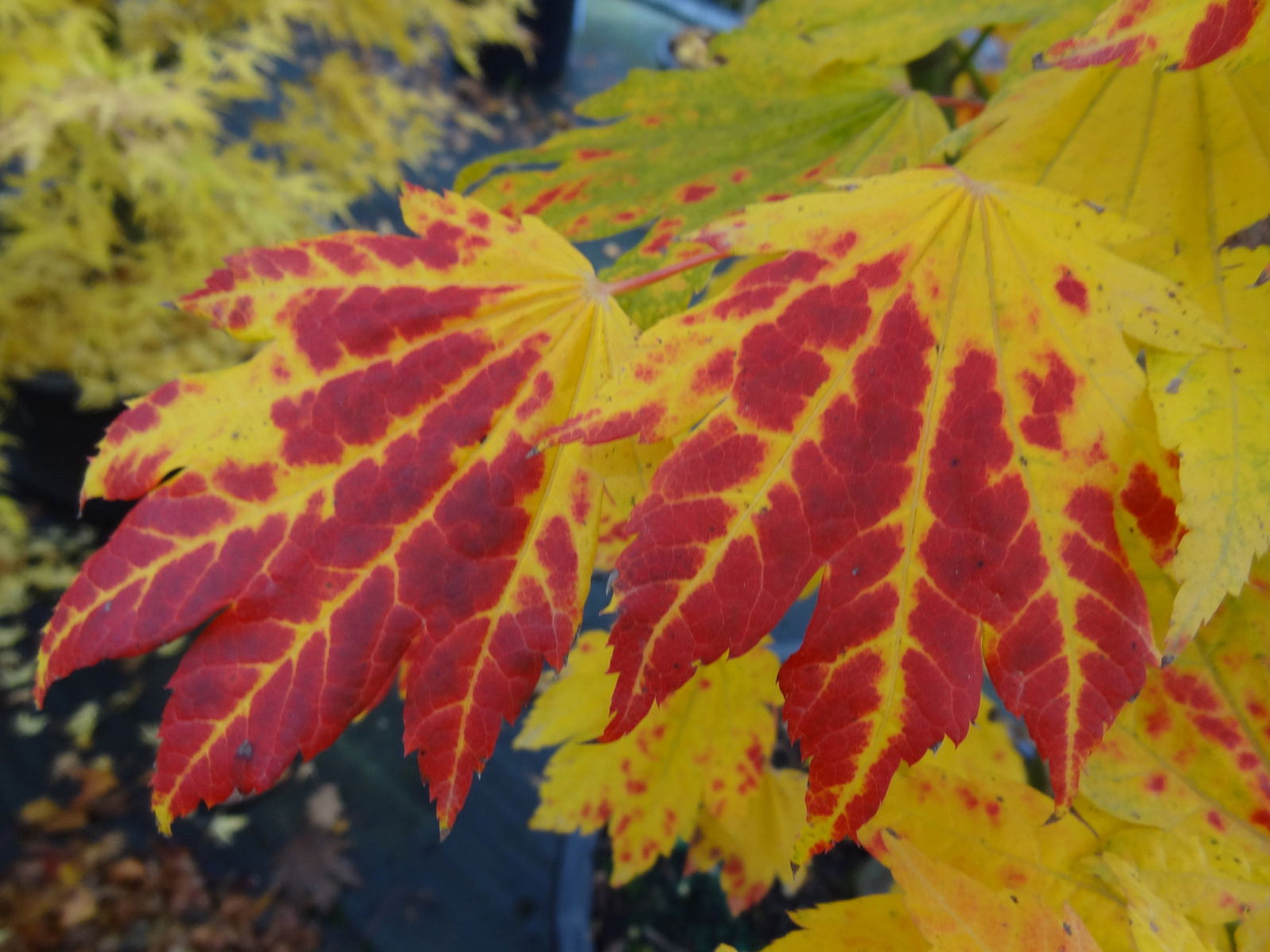 Buy Acer japonicum 'Giant Moon' Full Moon Japanese Maple — Mr Maple ...