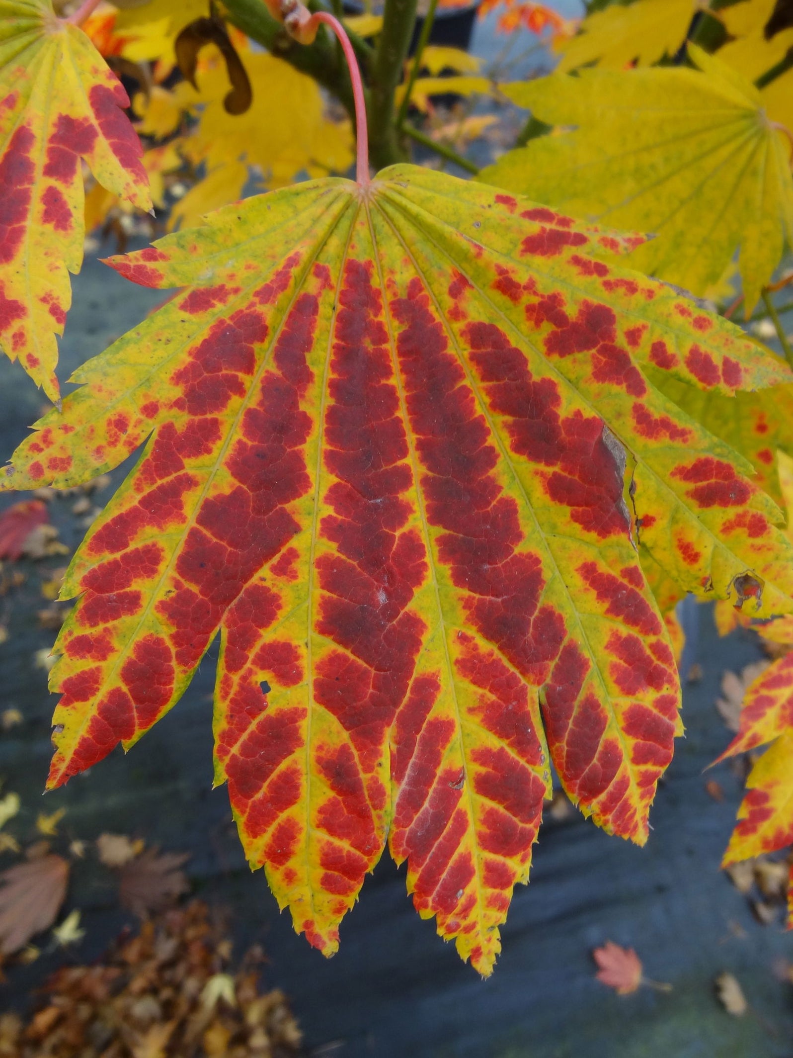 Buy Acer japonicum 'Giant Moon' Full Moon Japanese Maple — Mr Maple ...
