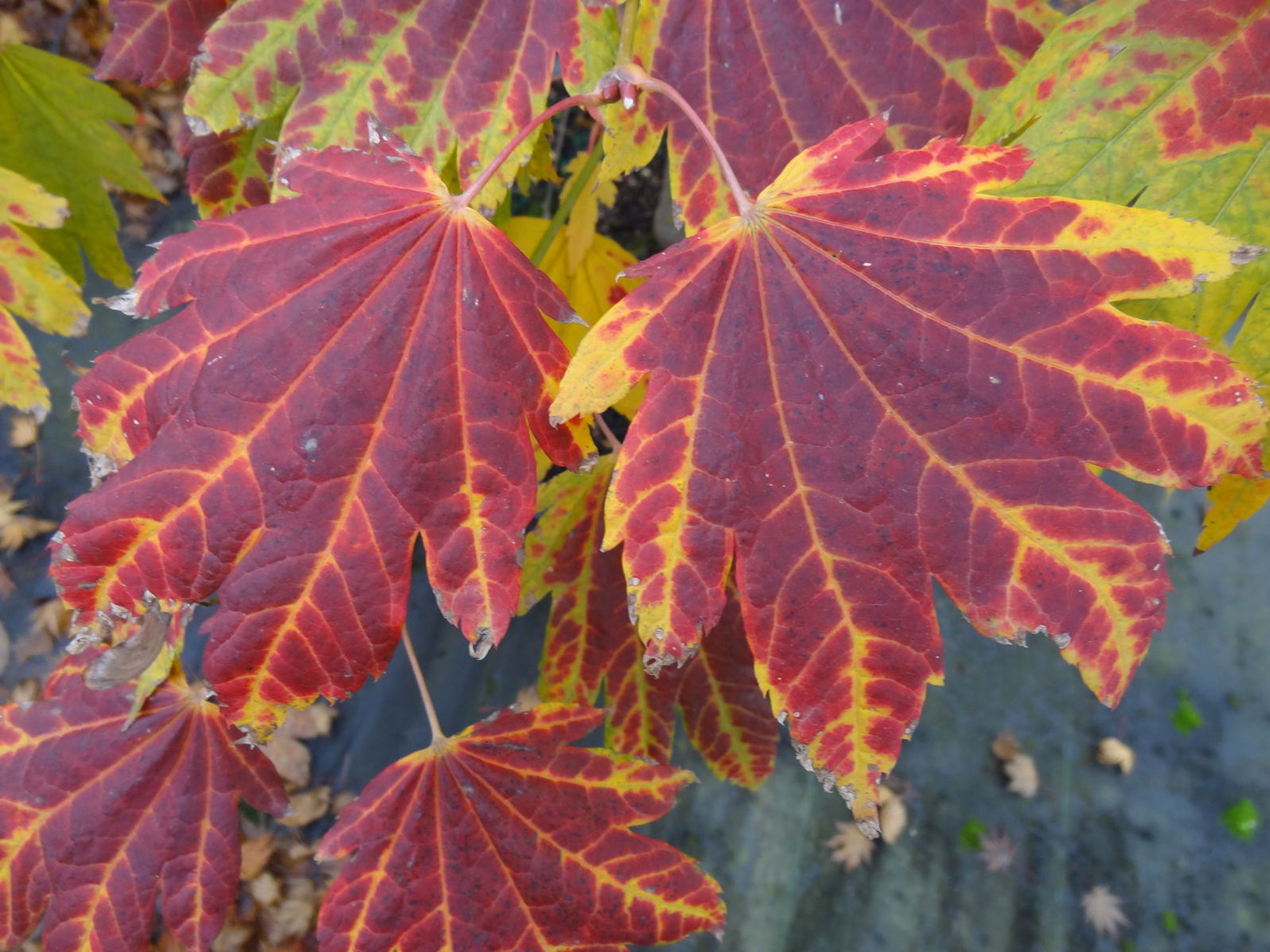 Buy Acer japonicum 'Giant Moon' Full Moon Japanese Maple — Mr Maple ...