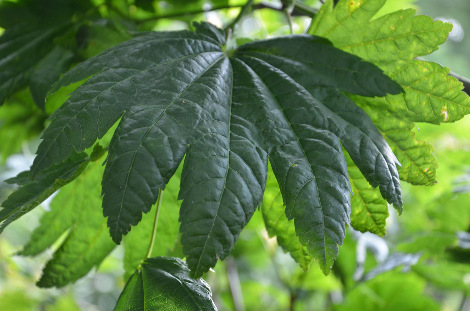 Buy Acer japonicum 'Giant Moon' Full Moon Japanese Maple — Mr Maple ...