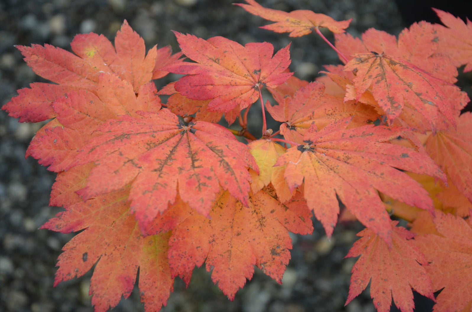 Buy Acer japonicum 'Giant Moon' Full Moon Japanese Maple — Mr Maple ...