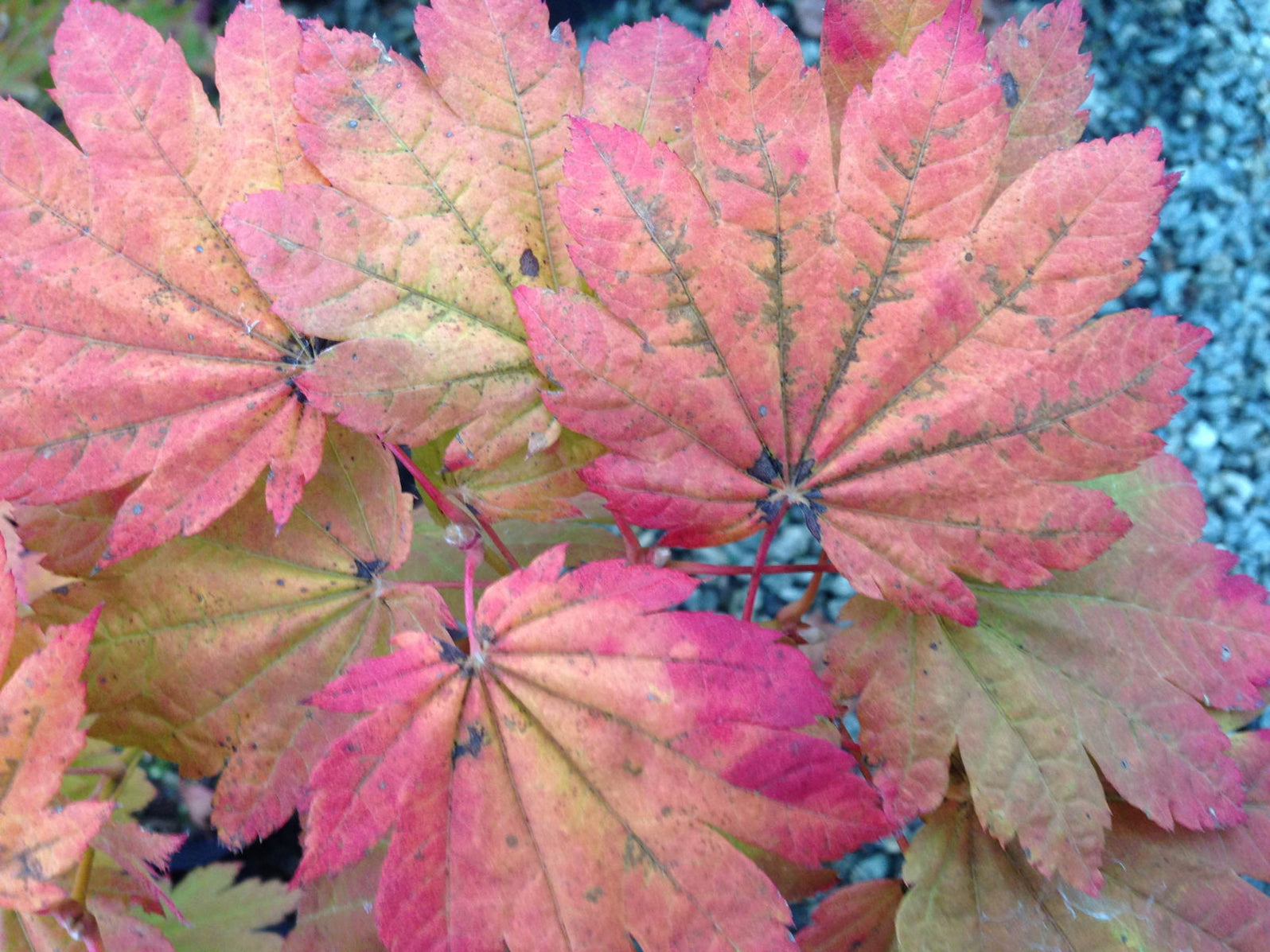 Buy Acer japonicum 'Giant Moon' Full Moon Japanese Maple — Mr Maple ...