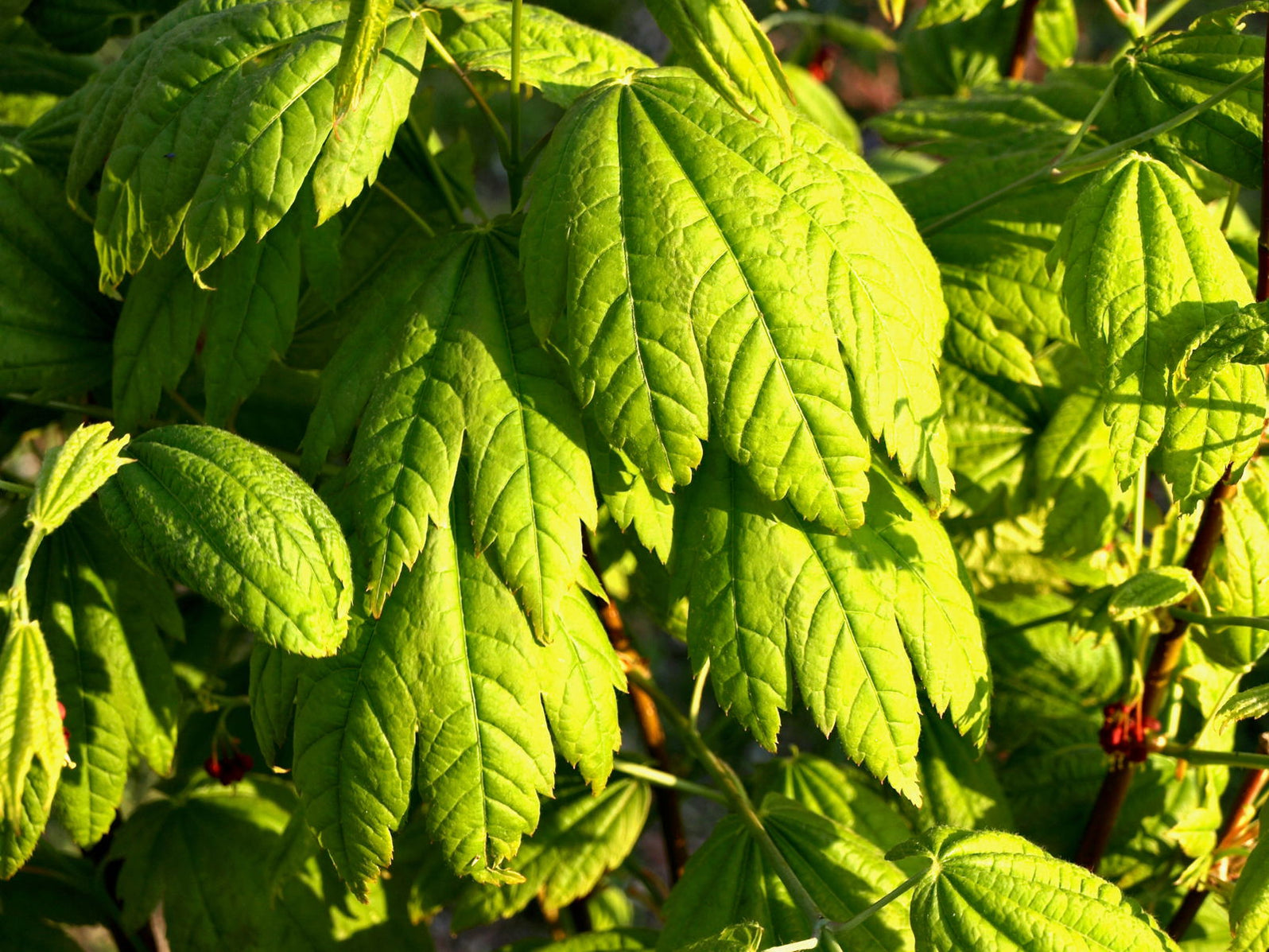 Buy Acer japonicum 'Giant Moon' Full Moon Japanese Maple — Mr Maple ...