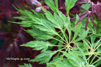 Acer japonicum 'Green Cascade' Japanese Maple — Mr Maple │ Buy Japanese ...