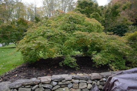 Acer japonicum 'Green Cascade' Japanese Maple — Mr Maple │ Buy Japanese ...