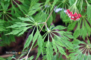 Acer japonicum 'Green Cascade' Japanese Maple — Mr Maple │ Buy Japanese ...