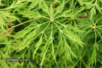 Acer japonicum 'Green Cascade' Japanese Maple — Mr Maple │ Buy Japanese ...